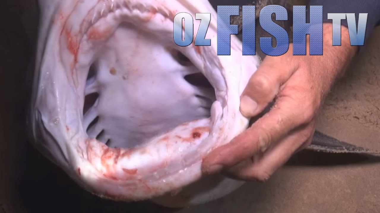 Oz Fish TV Season 3 Episode 2 - Landbased Sharks on the 90 Mile - YouTube