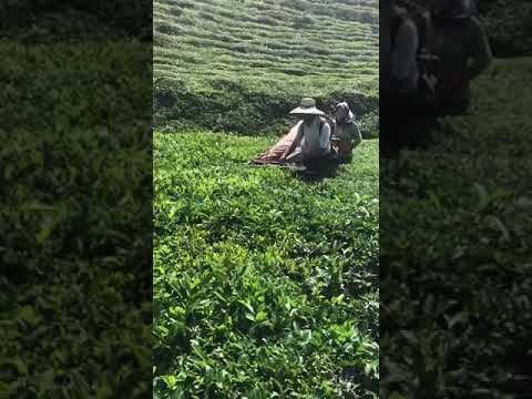 makine ile verimli çay toplama