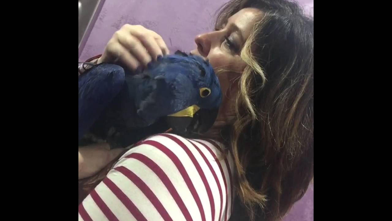 Ever Hug a Parrot? - YouTube