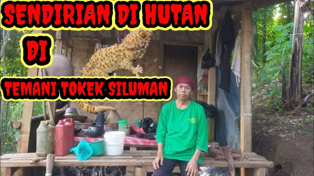 JANDA SEBATANG KARA MEMILIH HIDUP DI HUTAN DI TEMANI TOKEK SILUMAN ...