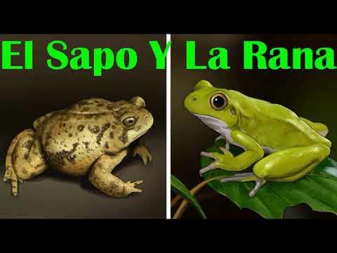 El Sapo Y La Rana Jose Maria Peñaranda - YouTube