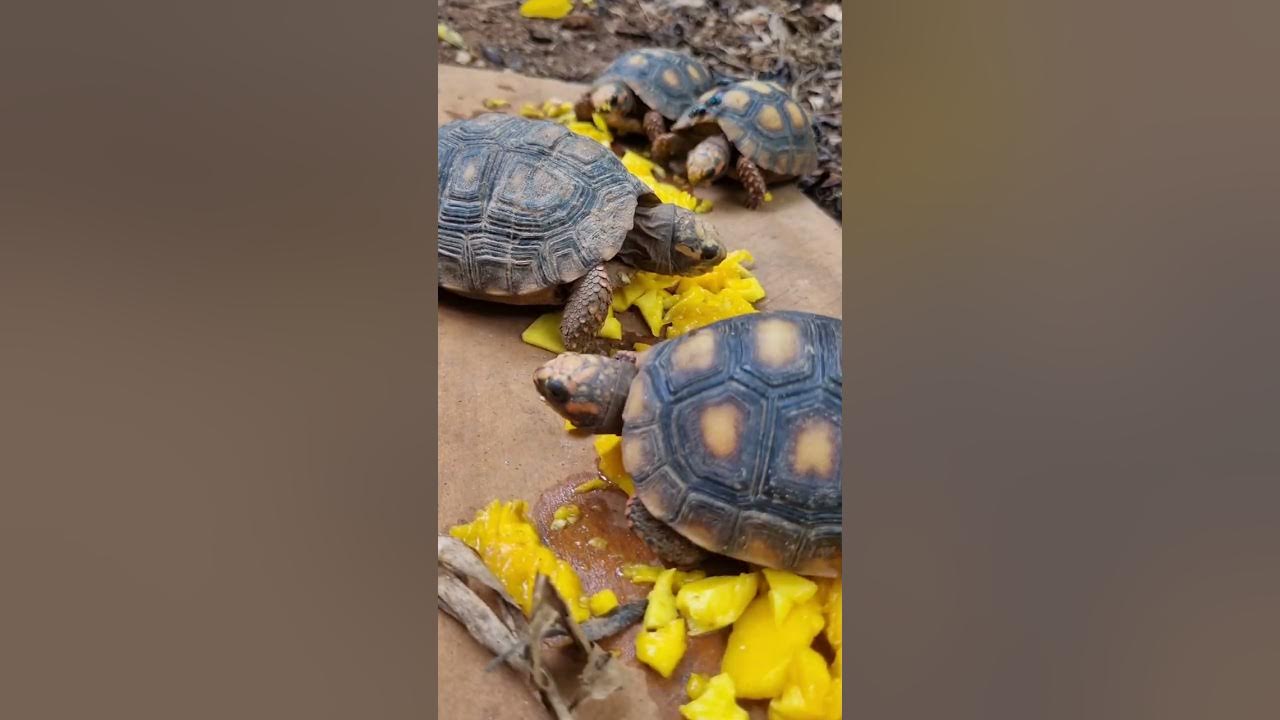 oque dar para um filhote de jabuti comer? #jabutifilhote #filhotedejabuti #jabuti #vidadejabuti ...