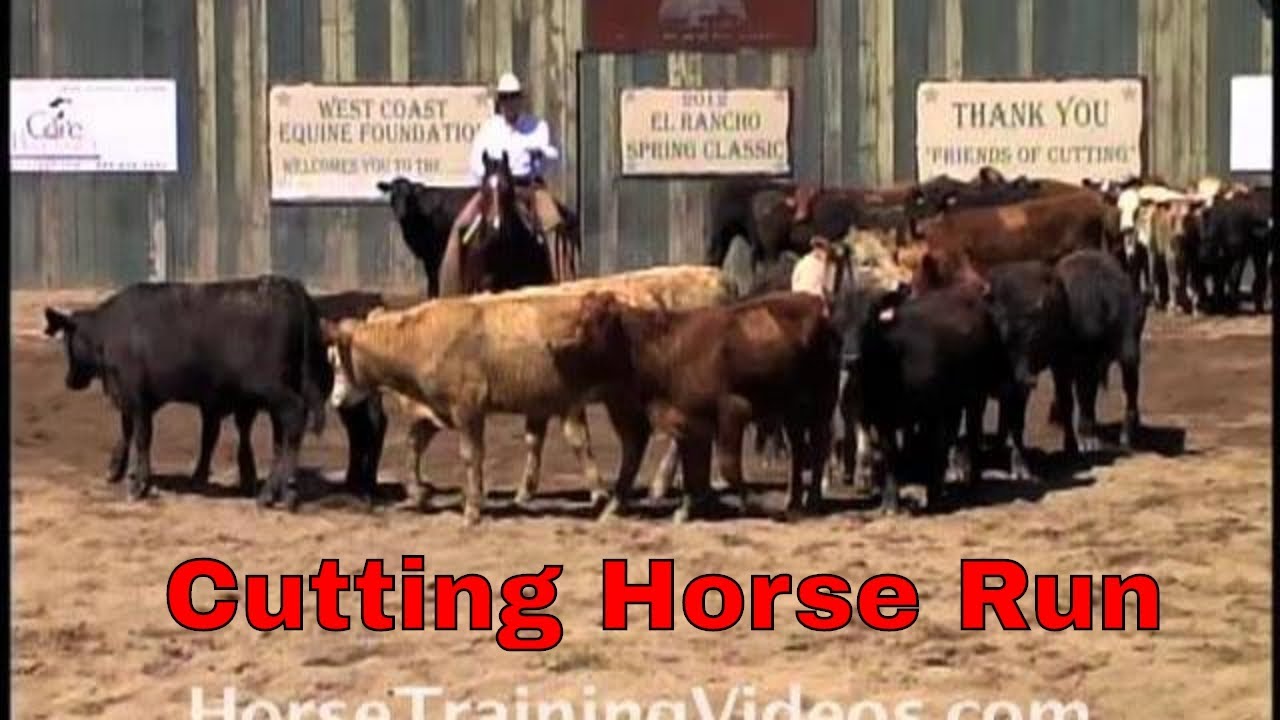 Cutting Horse at NCHA Show - YouTube