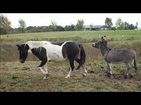 Mar26 2020,super murrah donkey keeping first time