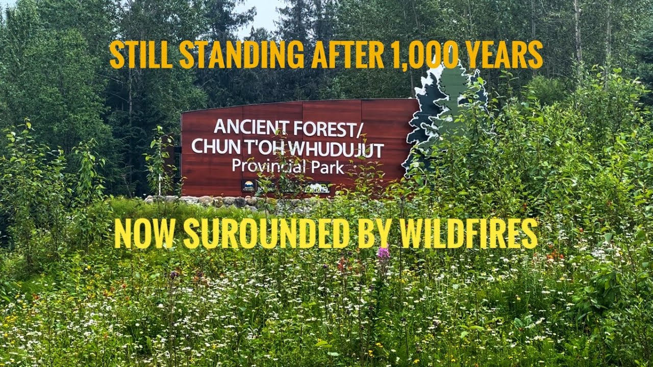 Ancient Forest in the Center of BC Canada Wildfires - YouTube