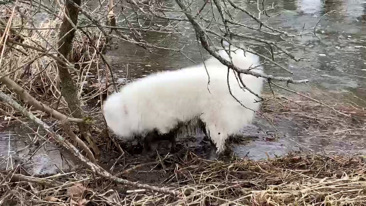 Samoyed Dog vs Mud 🐕 - YouTube