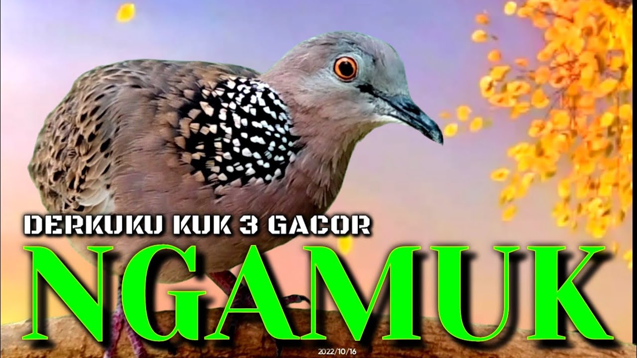 suara burung derkuku kuk 3 gacor ngamuk cocok untuk pancingan derkuku ...