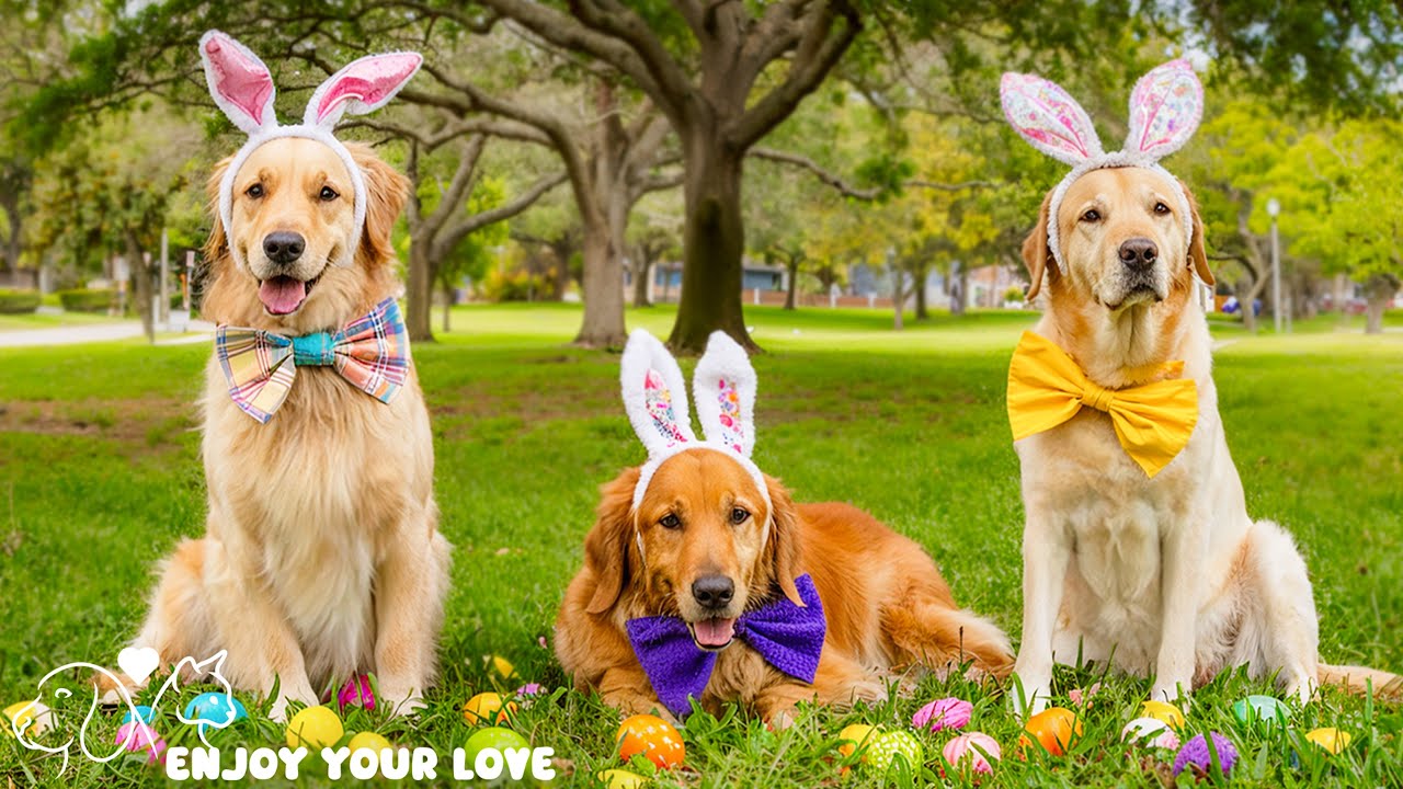 DOG TV for Dogs to Watch: Best Video Entertain & Stress Relief for Dogs ...