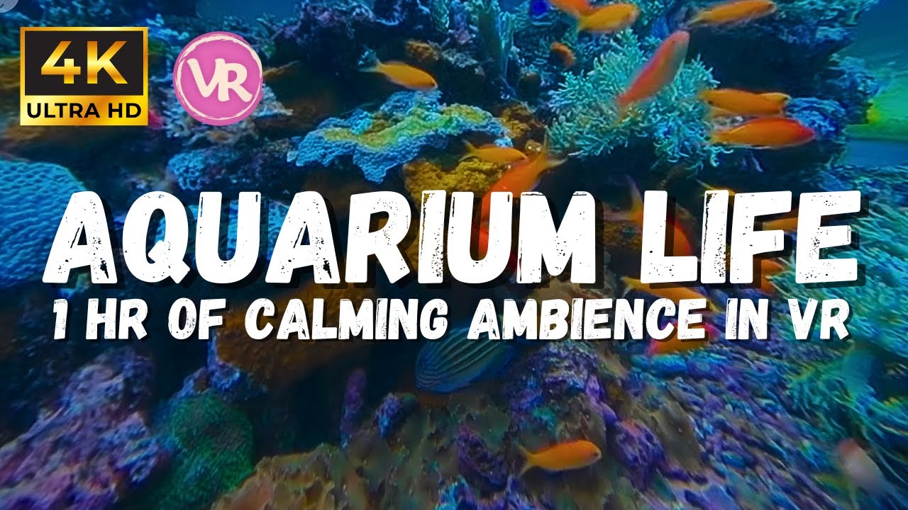 4K Sea Aquarium Underwater Ambience in180 3D VR, Virtual reality asmr ...