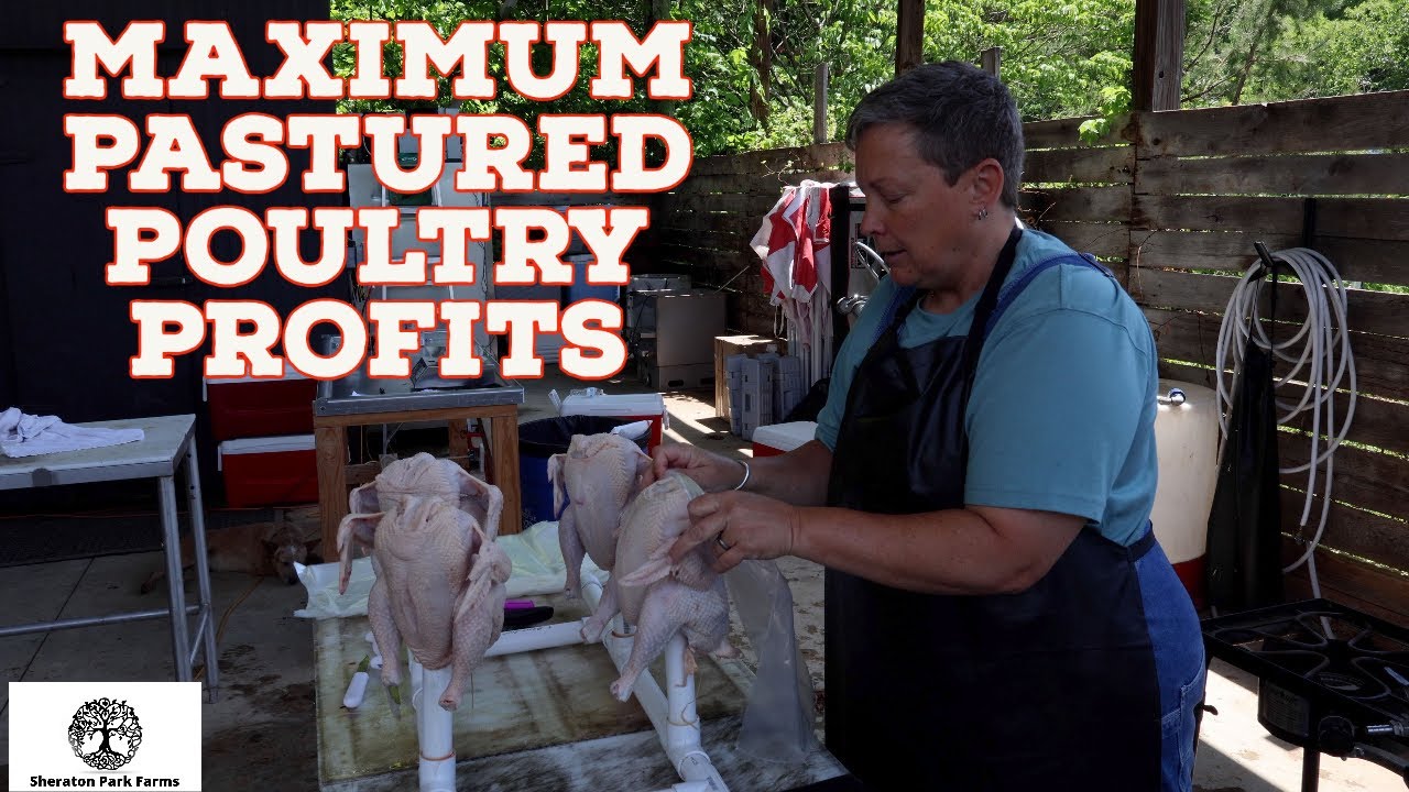 How We Turn A 4 Pound Chicken Into $38 - Processing Pastured Poultry ...