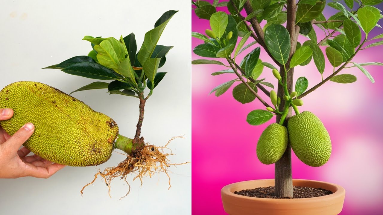 Growing Jackfruit From jackfruit: A Beginner's Guide - YouTube
