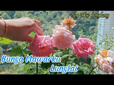 Potong Bunga Mawar ku Yang Layu //Mawar pink @MaulAulia2575 - YouTube