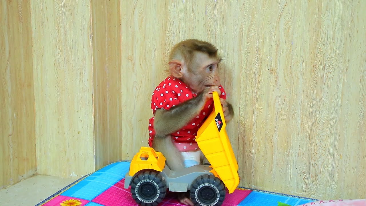 Best funny videos monkey Plying car - The intelligent monkeys playing ...