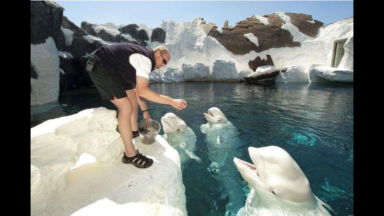 USA - SeaWorld San Diego - 🐳Wild Arctic, Beluga whales/США - Морской ...