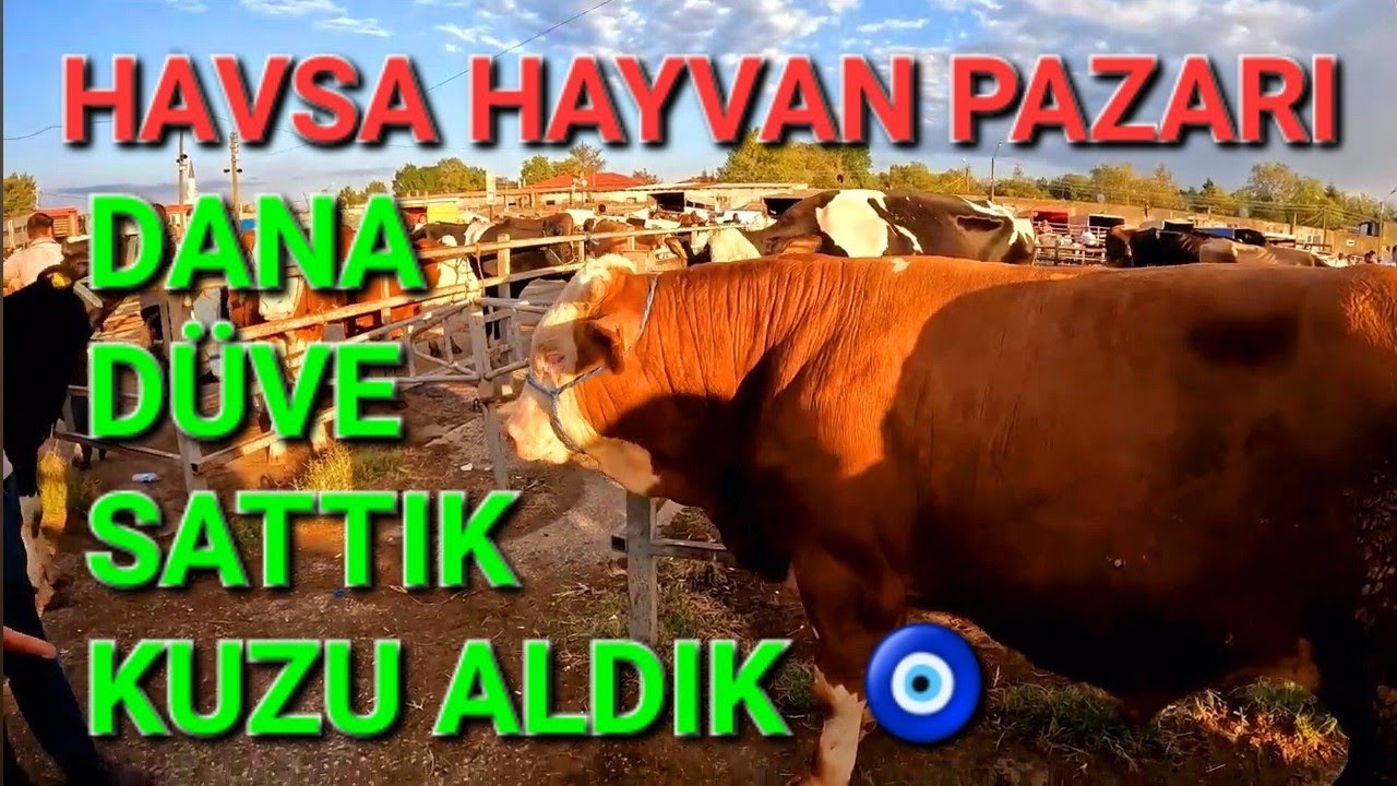 DANA DÜVE SATTIK, KUZU ALDIK & HAVSA HAYVAN PAZARI #hayvanpazari ...