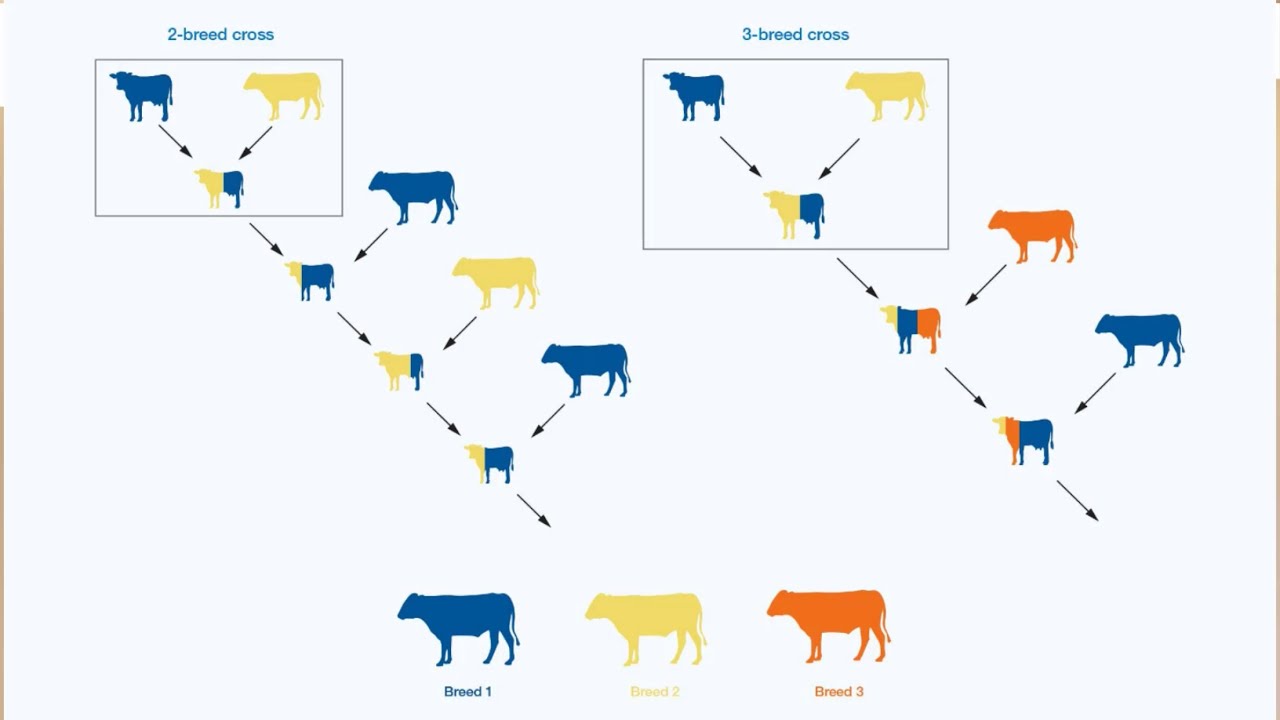 A life changing video for dairy farmers who wants to create their own ...