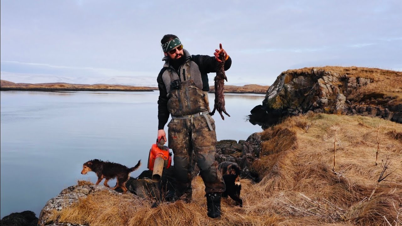 Mink hunting in Iceland with the West Viking aka Vargurinn. part 1/4 ...