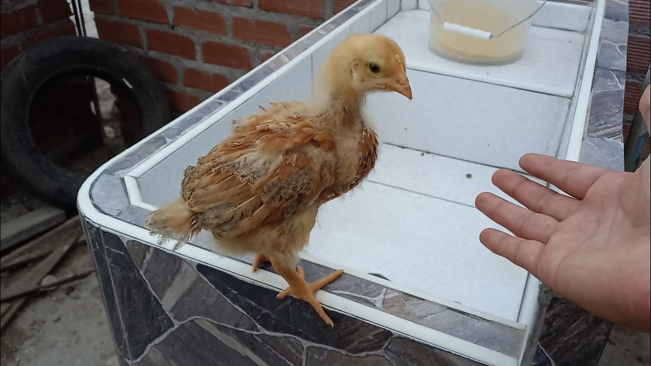 Pollito pavipollo crece rápido en pocos días - YouTube