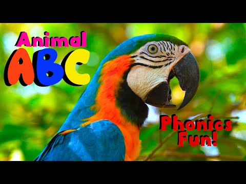 AMAZING ANIMAL ABC | kids alphabet phonic song - YouTube