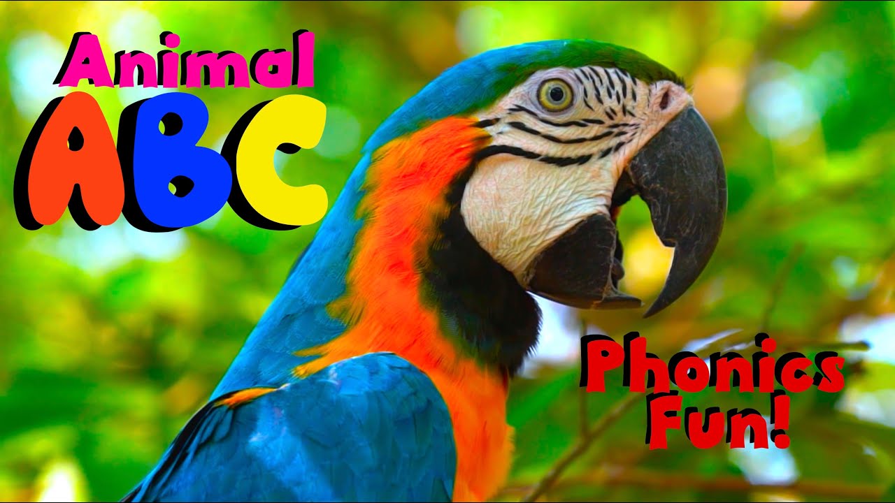 AMAZING ANIMAL ABC | kids alphabet phonic song - YouTube