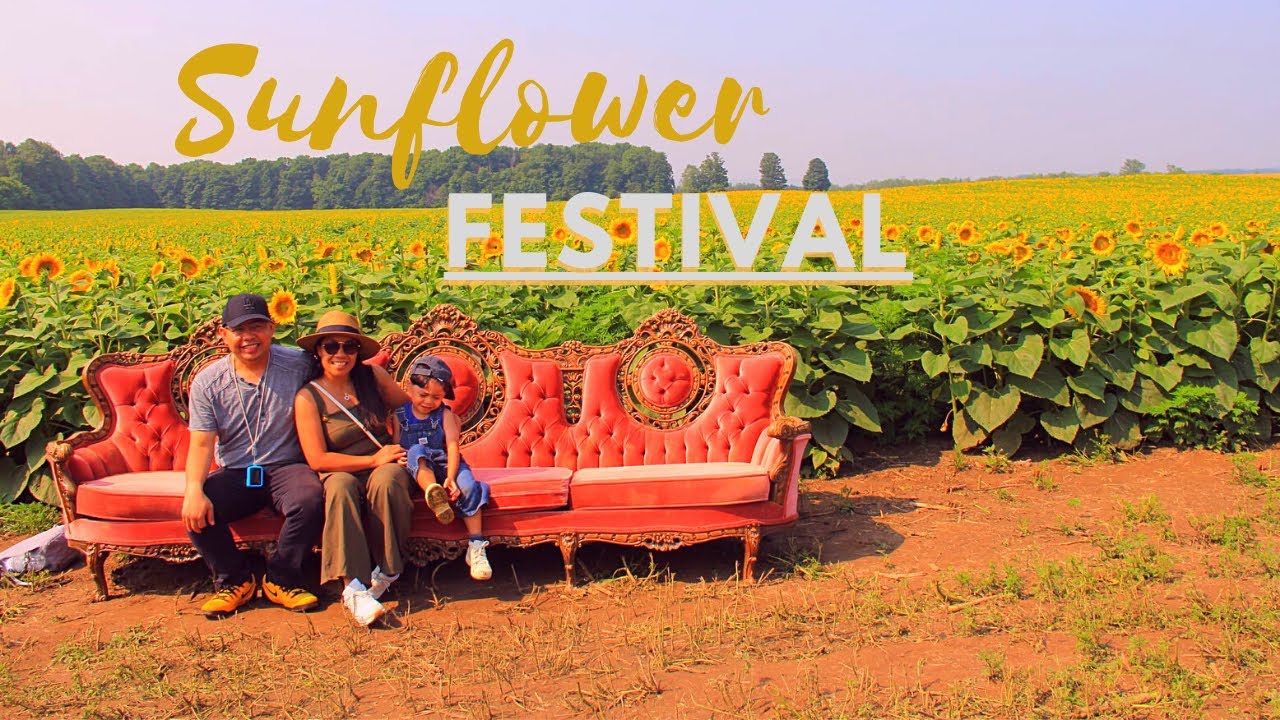 Sunflower Festival at Davis Feed Family Farm/ Friends Bonding/ 4K - YouTube