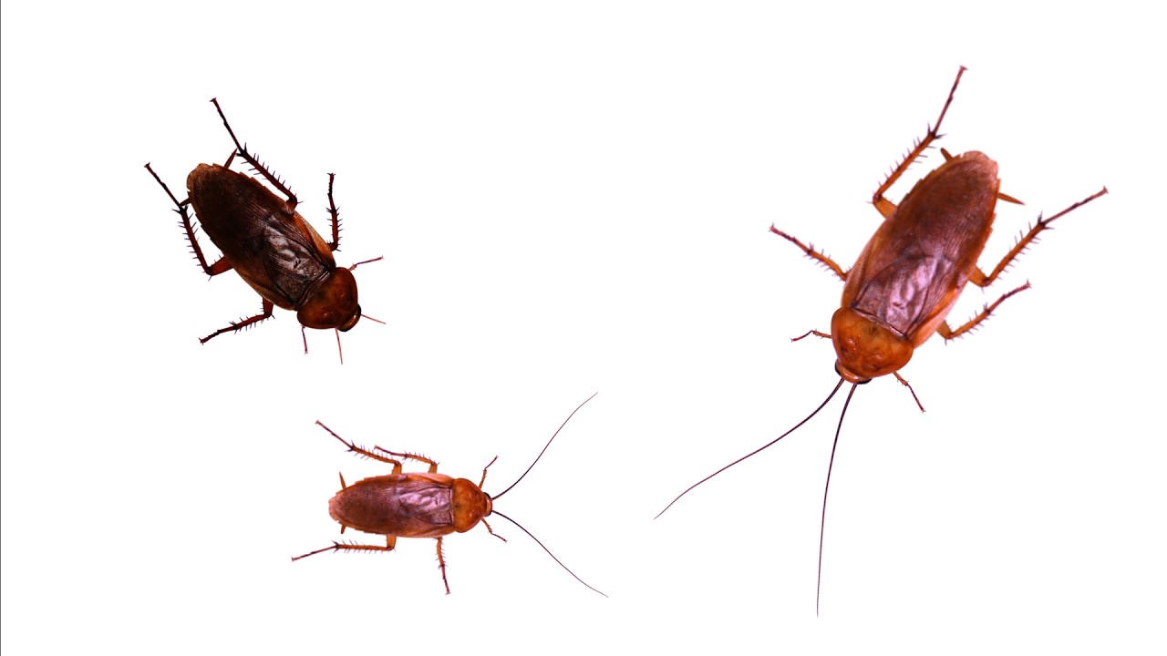 CAT GAMES - Cockroach Hunting Catching Cockroach🪳 - YouTube