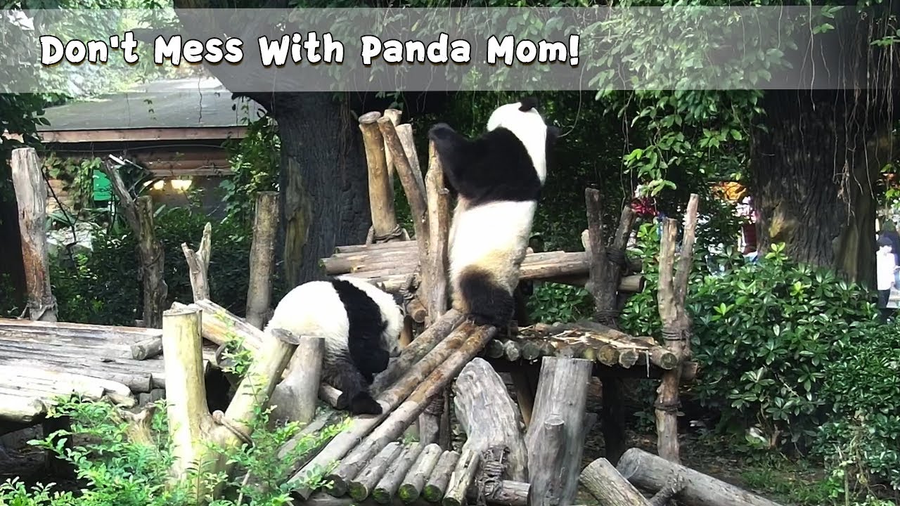 Don't Mess With Panda Mom When She Is In A Bad Mood | iPanda - YouTube