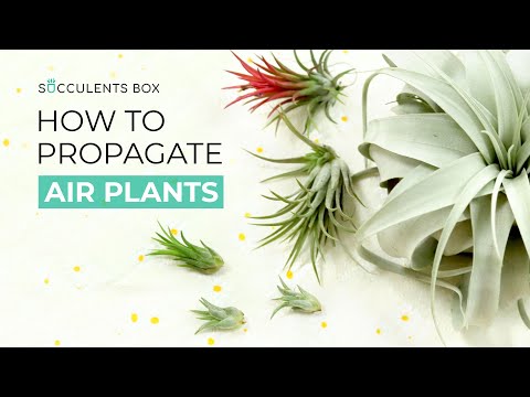 Can Air Plants Grow Roots