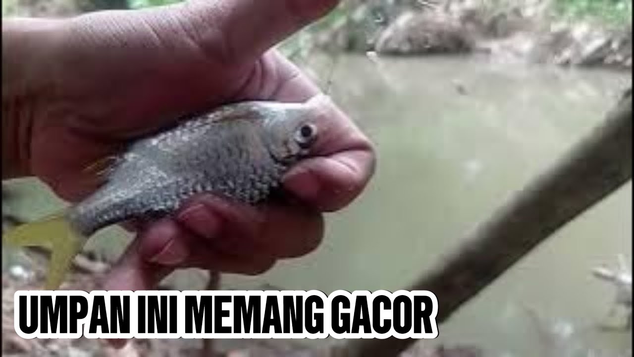 Tes umpan mancing ‼️ Jagung susu spesial klc73 fishing - YouTube