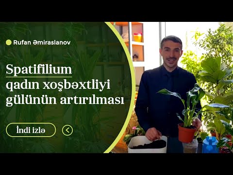 Spatifilium qadın xoşbəxtliyi gülünün artırılması