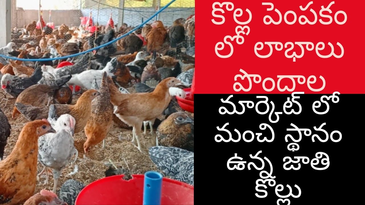 Natu kollu(Sonali birds) |Desi hens |sonali kolla pempakam ...