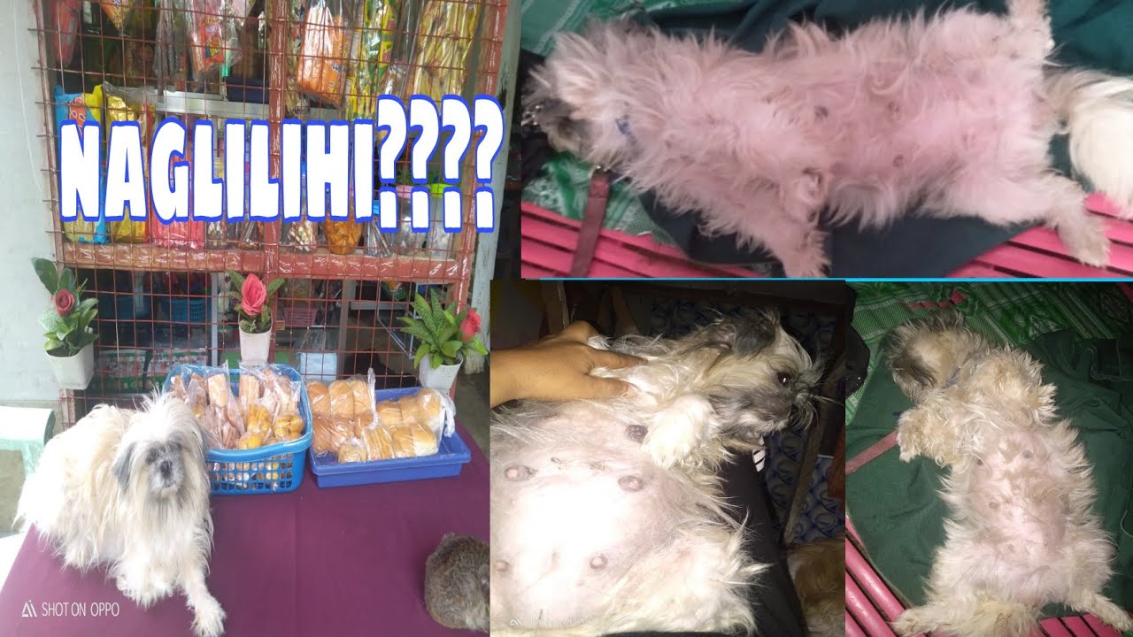 MGA BEHAVIOR NG ASONG BUNTIS @rottweilerslife8524 @Gyanibabajee1 ...