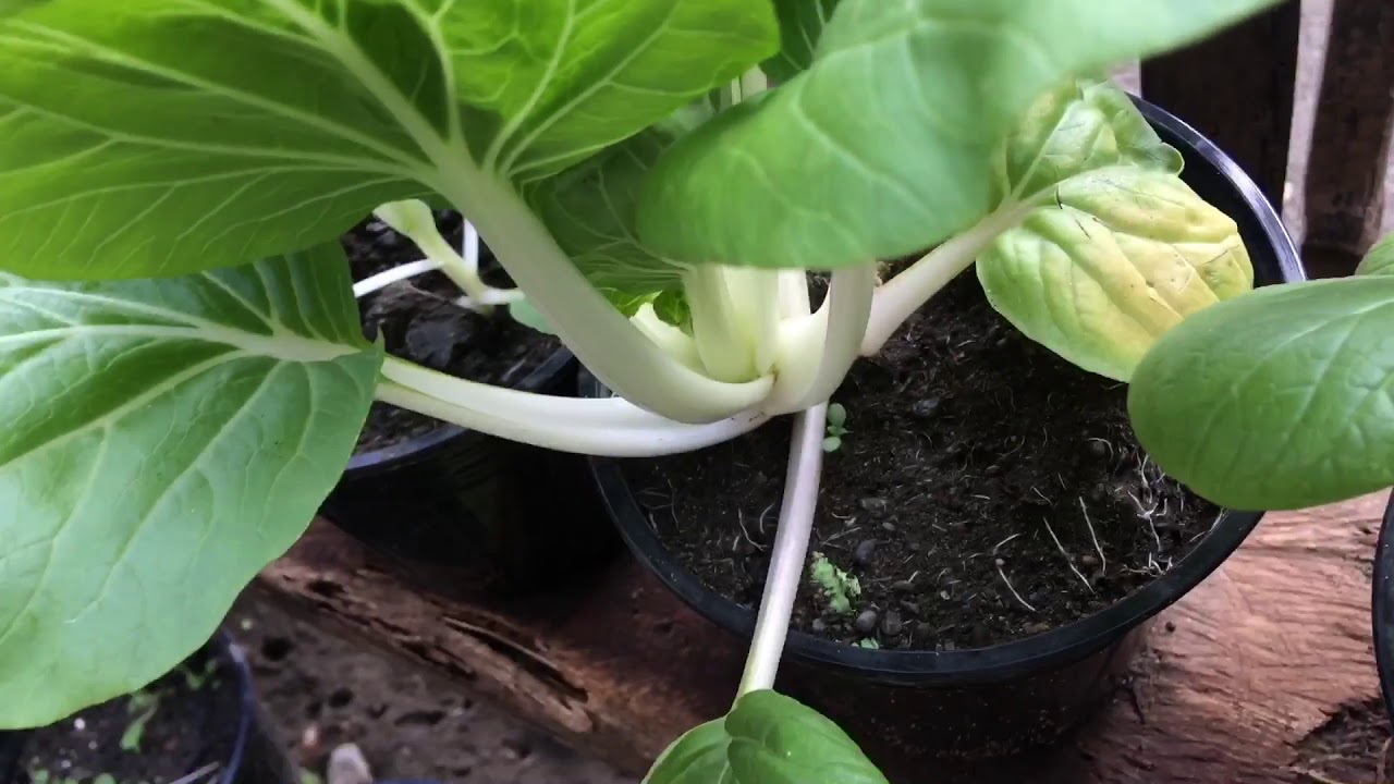 Urban Gardening/Harvesting Pechay /Featured Videos - YouTube