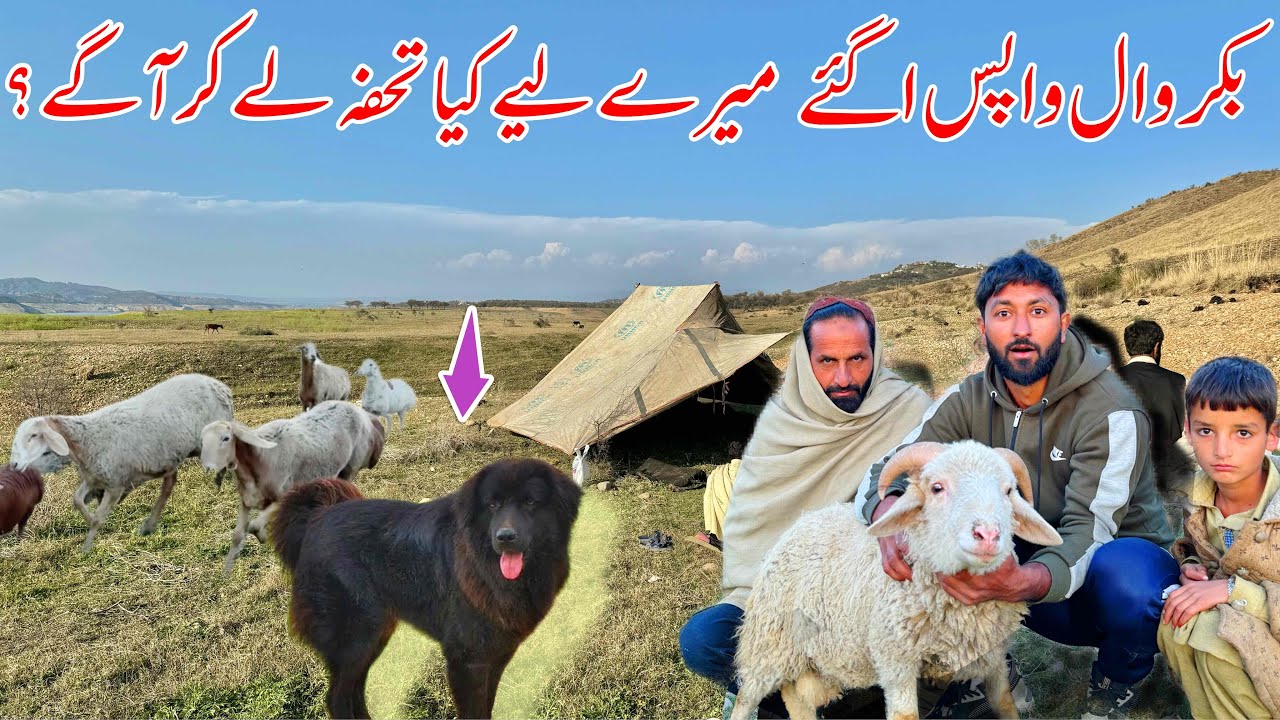 Bakrwals A Gaye | Mery Liye Kiya Gift 🎁 Lay Kar Aye 😍 - YouTube