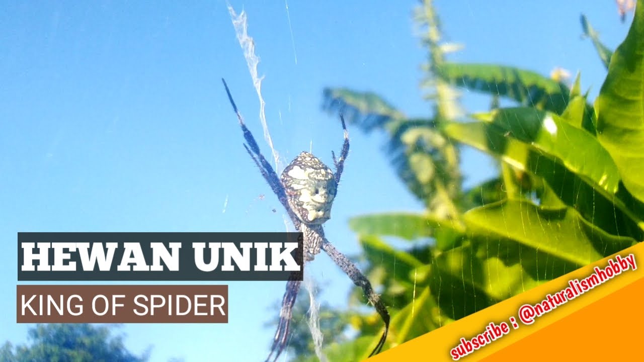 wajah manusia tua ditubuh laba laba | face on spider - YouTube