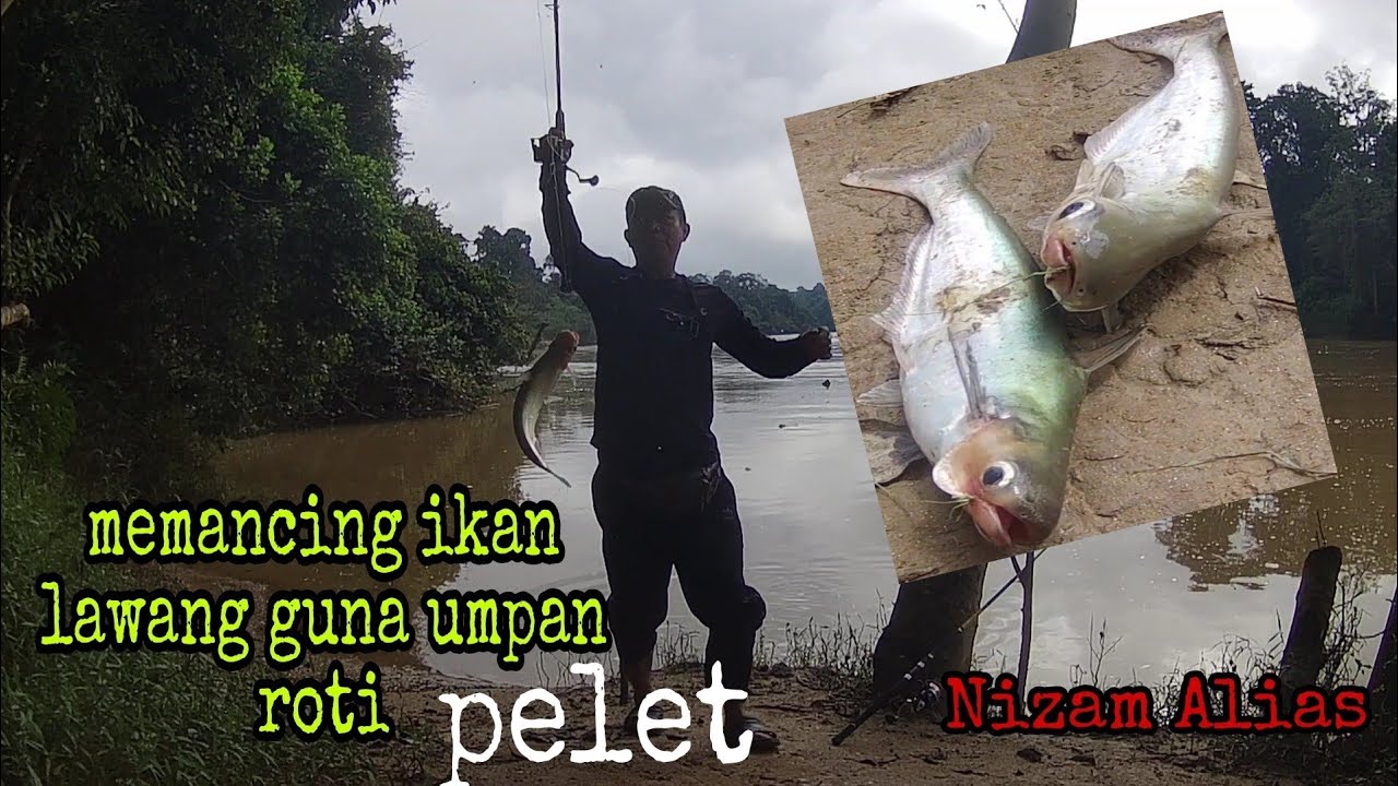 MEMANCING IKAN LAWANG GUNA UMPAN ROTI DENGAN PELET - YouTube