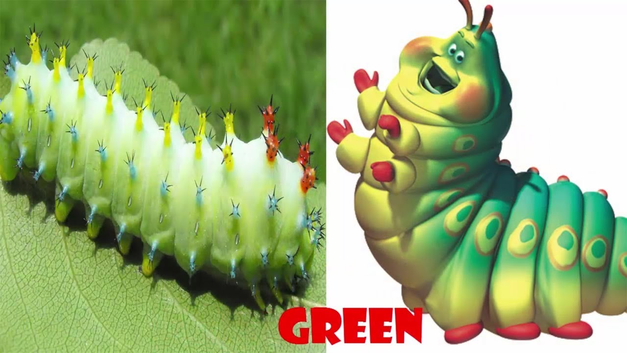 Larva Characters In Real Life 2018 - YouTube