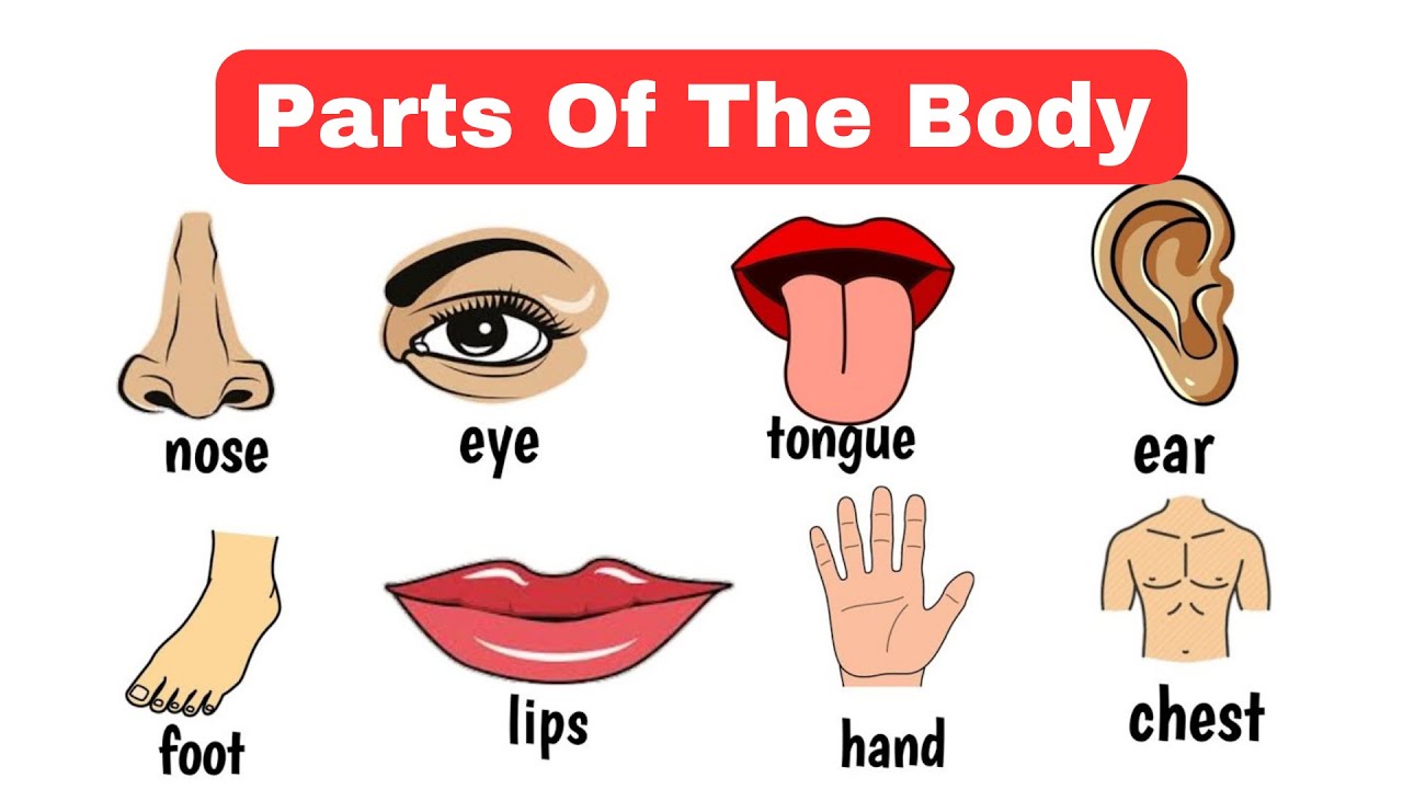 20 body parts name | Learn English | Parts of Body name | #bodyparts ...