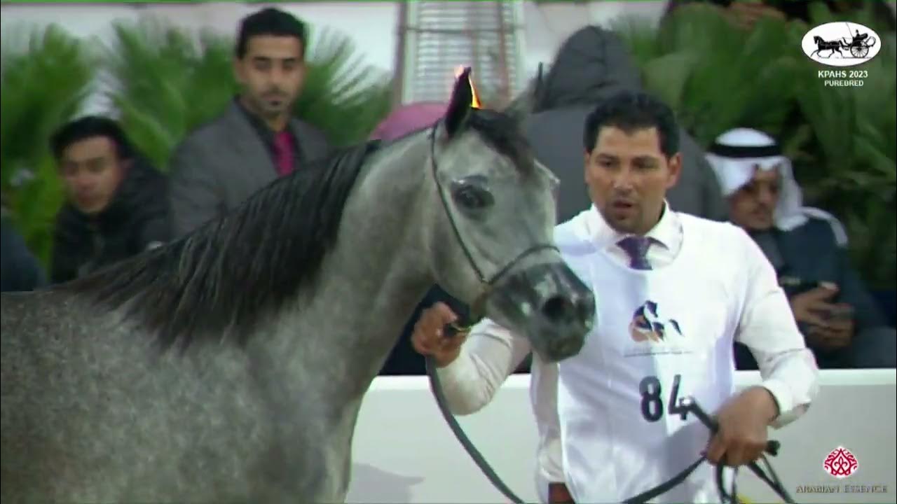 N.84 FERDOAS HAIBA - KPAHS Purebred Show 2023 - Fillies 2 Years Old (Class 2B).mp4 - YouTube