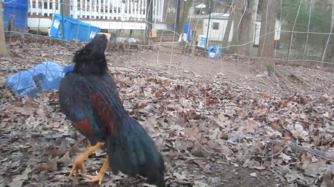 Beautiful Asian Gamefowl - YouTube