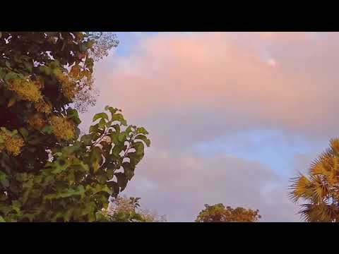 Nature video|status video|nature whatsapp status🌄🌳