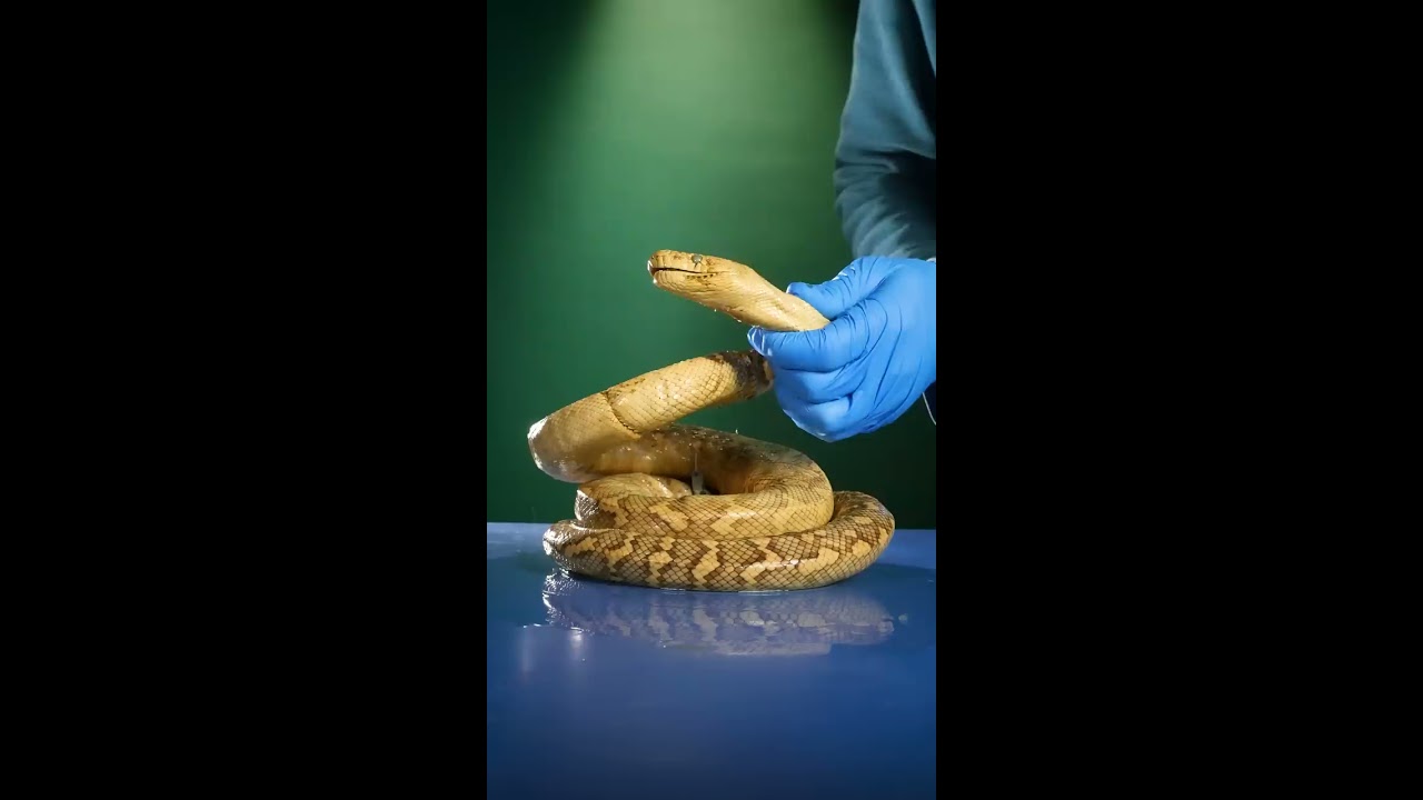 Snake With a Leg: Unveiling the Mystery Behind This Oddity ...