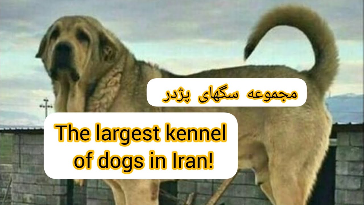 بزرگترین مجموعه سگ پژدر / The largest kennel of Pajder dogs in the ...