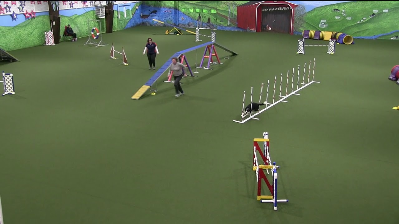 BARK Team Standard 011919 13 - YouTube