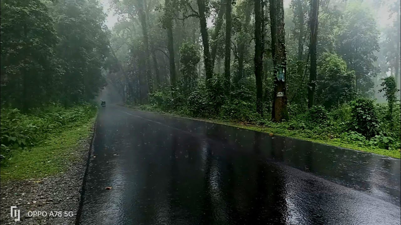 ডুয়ার্সের বৃষ্টি ভেজা অরণ্য।Rainforest of Duars#nature - YouTube