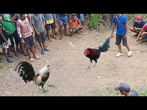 TALISAY MAY TAHID SA ULO PULA MAY TAHID DIN SA ULO