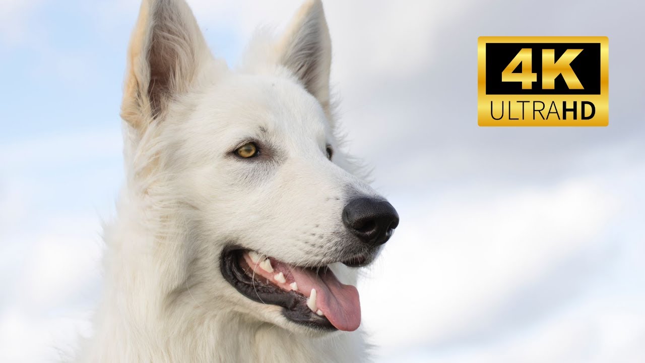Cachorros em 4K Ultra HD (Melhor Compilado!!!) - YouTube