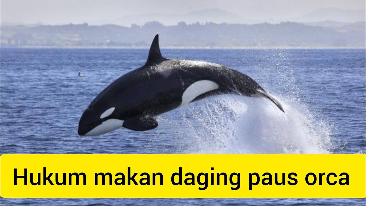 daging paus orca halal atau haram - YouTube