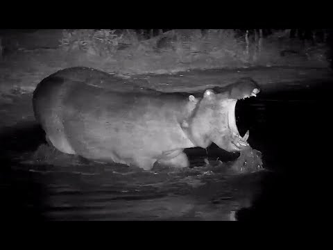 Rowdy Hippo  yawning  & rolling over (zoom)