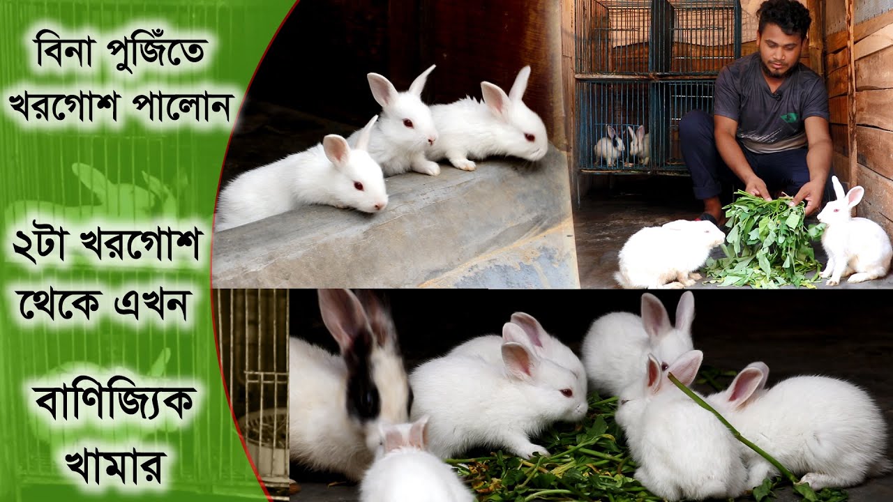Rabbits in bangladesh | Rabbit | সুজনের খরগোশ | খরগোশ কত মাসে বাচ্চা ...